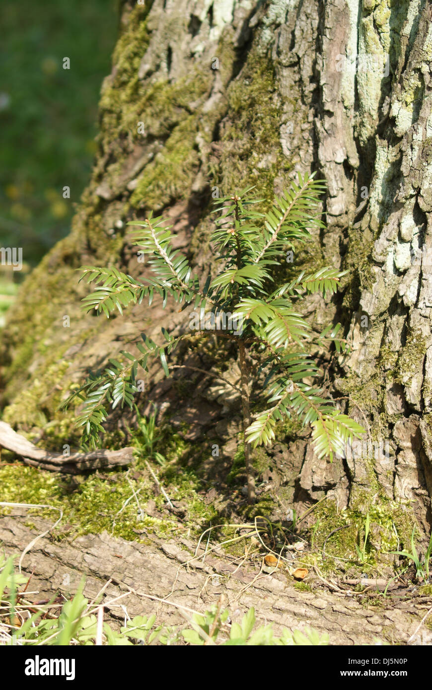 Yew hi-res stock photography and images - Alamy