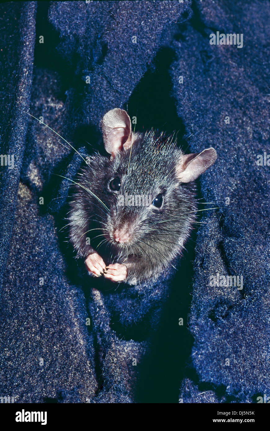 Black rat rattus rattus hi-res stock photography and images - Alamy