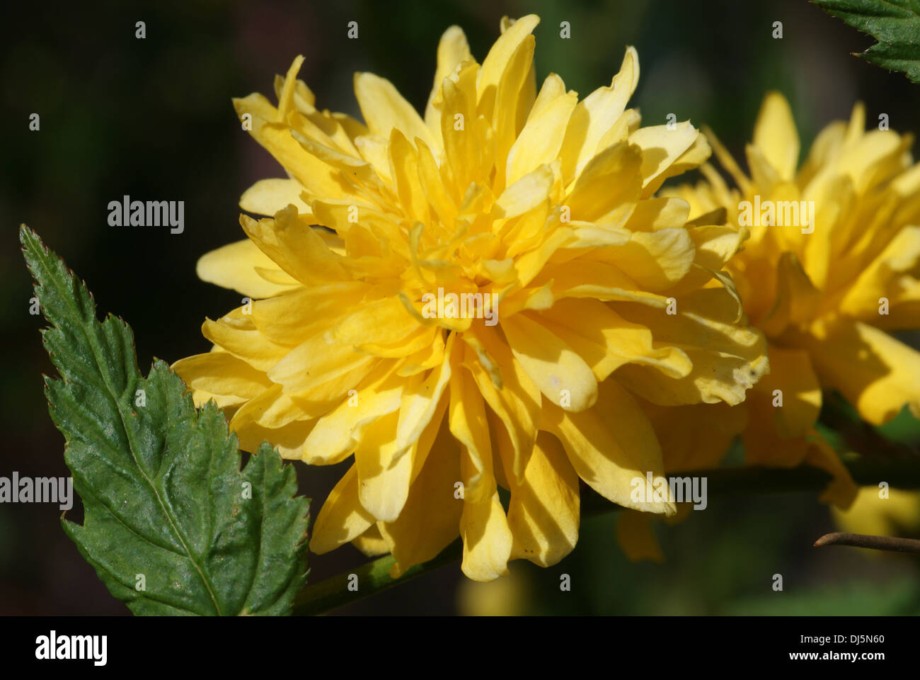 Ranunculus shrub hi-res stock photography and images - Alamy
