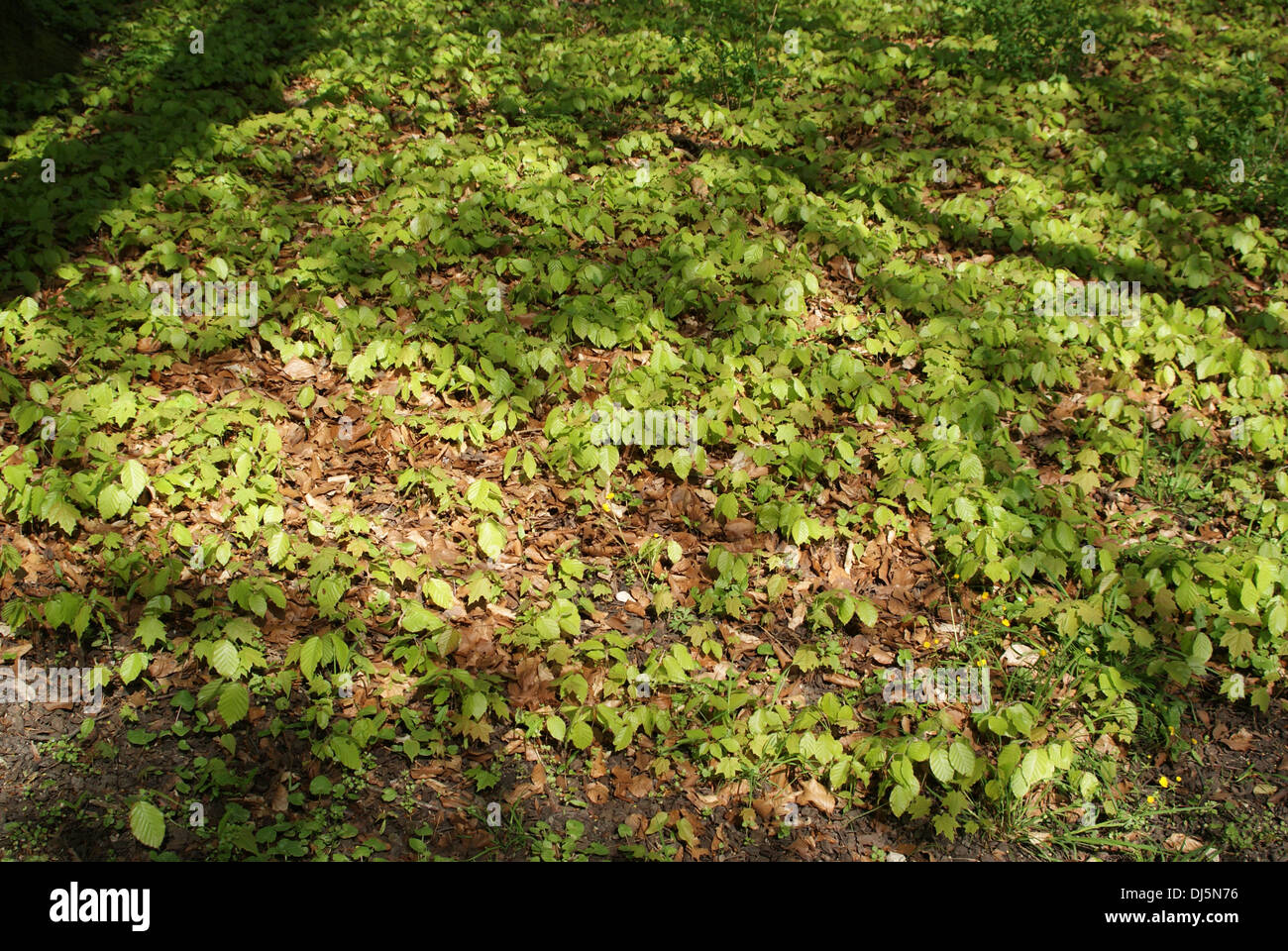 Samlinge hi-res stock photography and images - Alamy