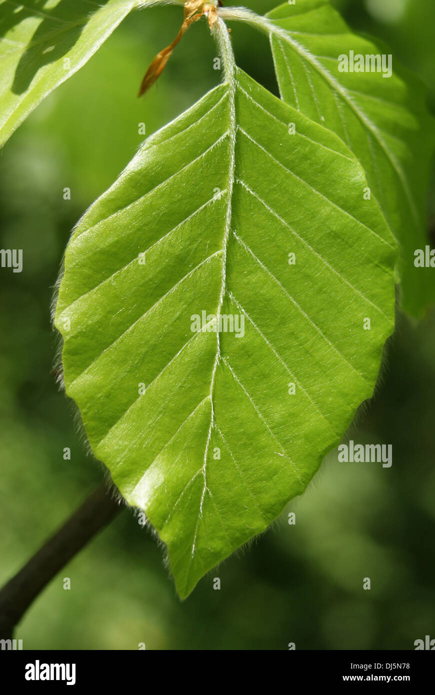 Samlinge hi-res stock photography and images - Alamy