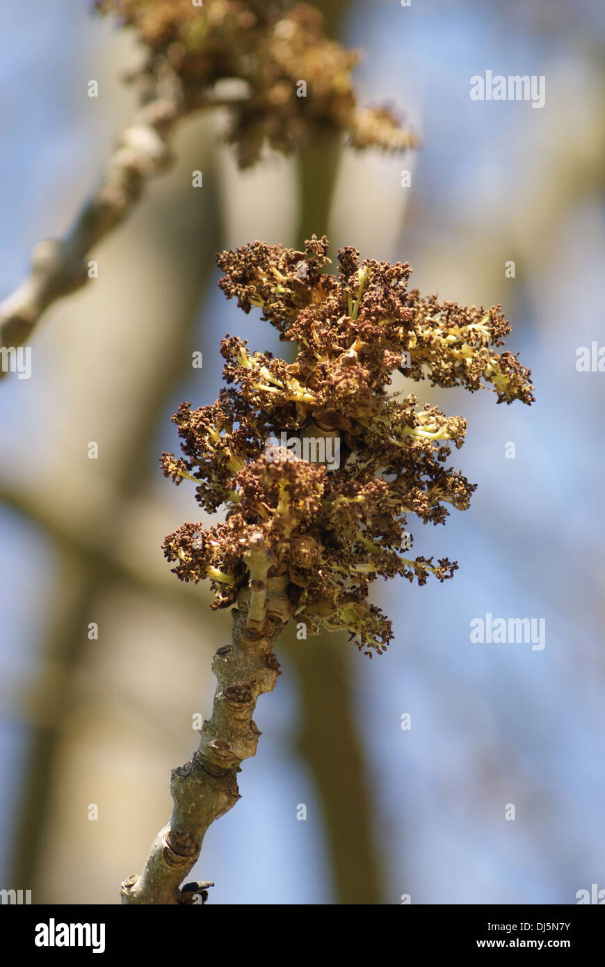 Ash tree flowers fraxinus excelsior hi-res stock photography and images ...