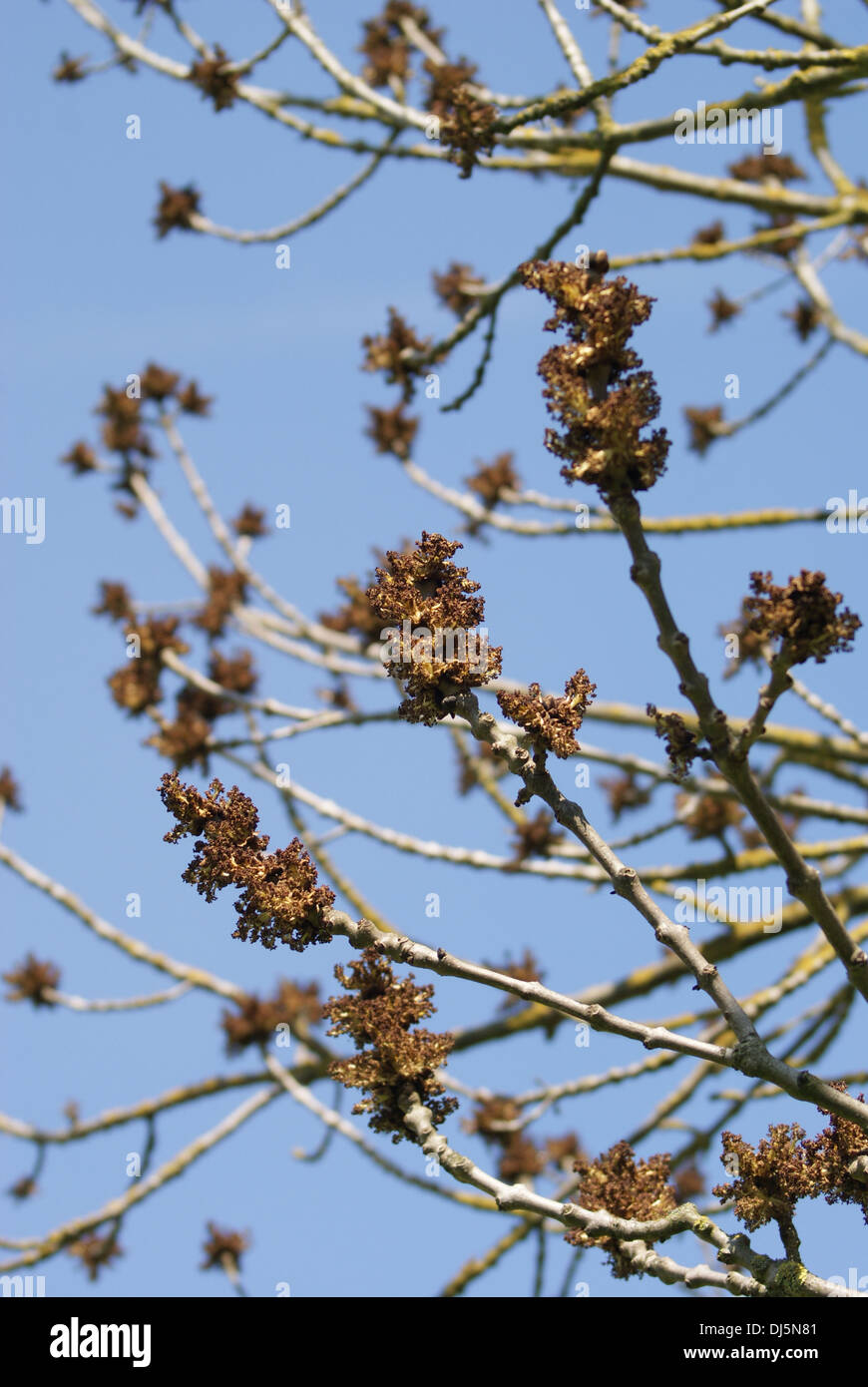 Eschen baum hi-res stock photography and images - Alamy