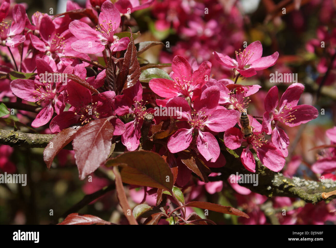 Malus floribunda, Ornamental crabapple Stock Photo - Alamy