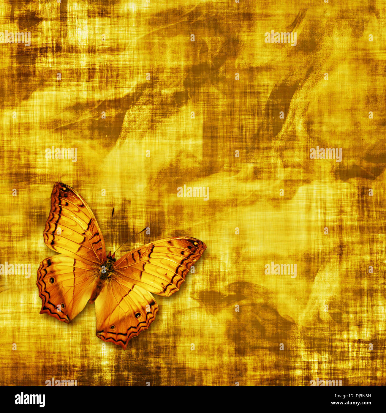 Concept transformation of butterfly hi-res stock photography and images ...
