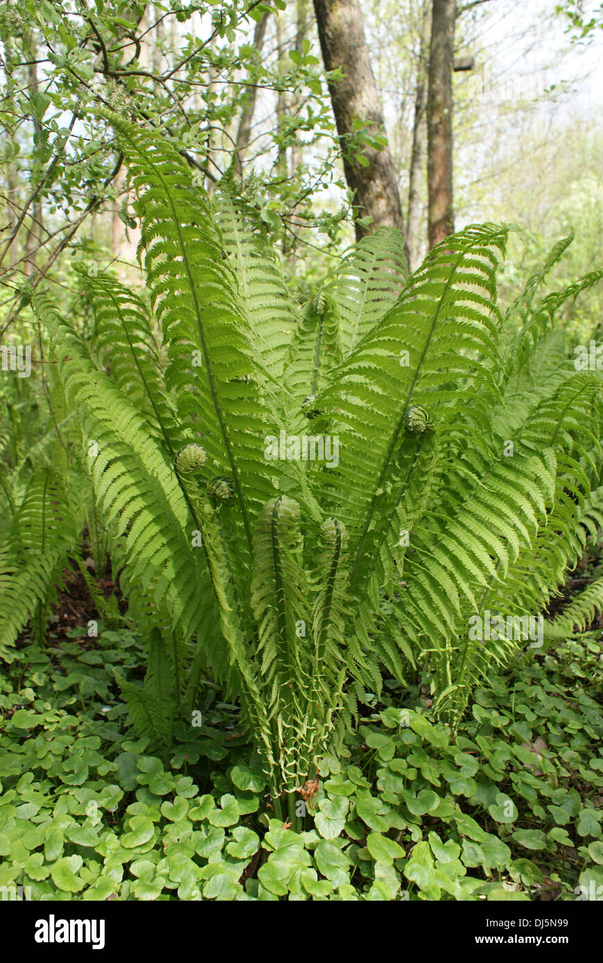 Ostrich fern hi-res stock photography and images - Alamy