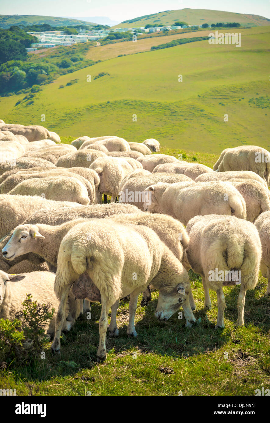 Sheep bum hi-res stock photography and images - Alamy