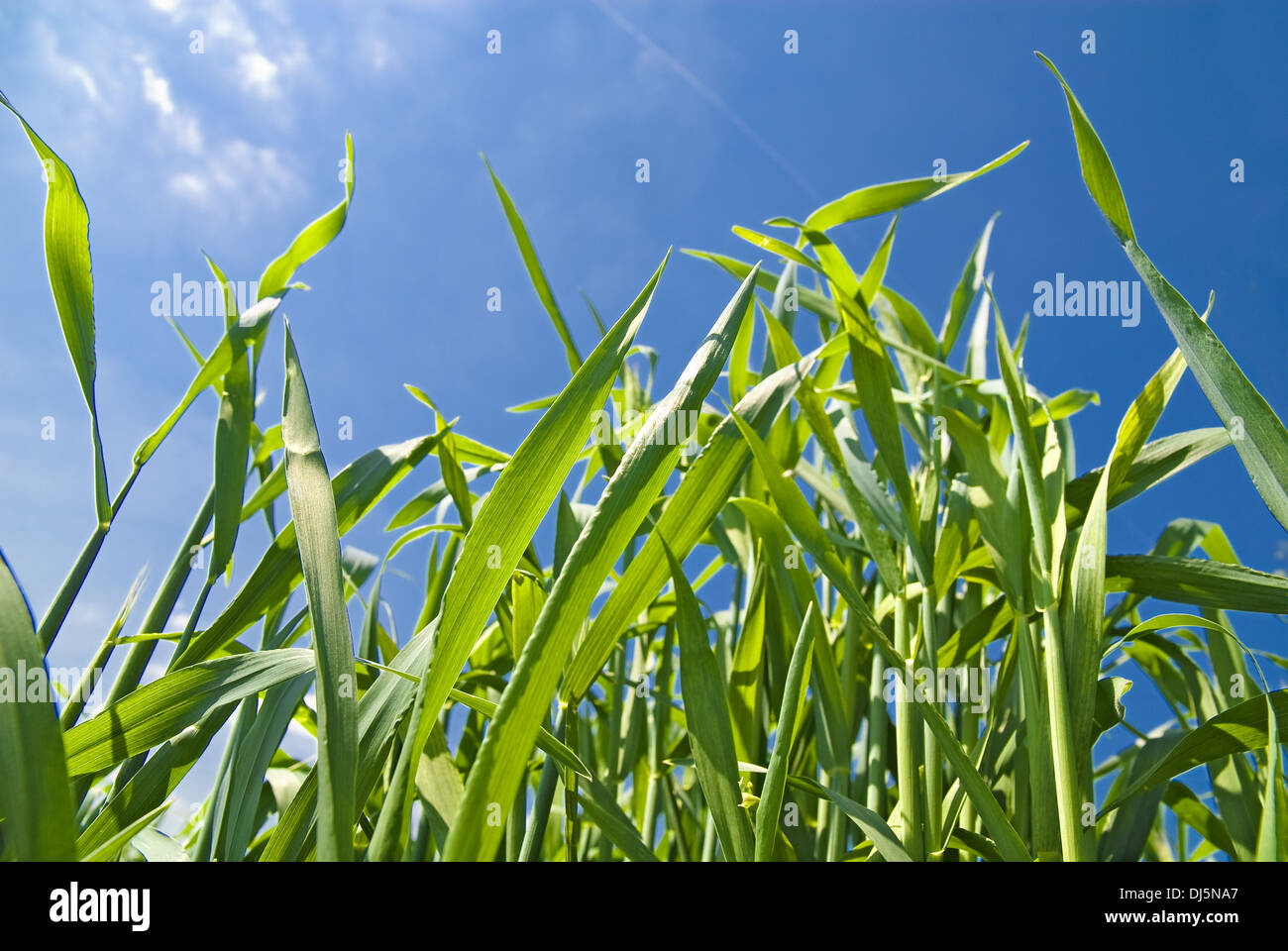 Getreideanbau hi-res stock photography and images - Alamy