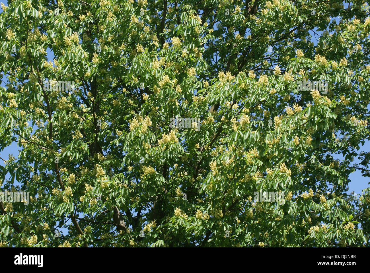 Aesculus Flava Yellow Buckeye Tree High Resolution Stock Photography ...
