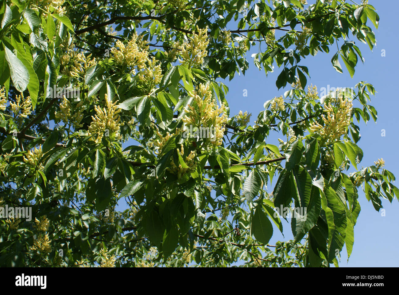 Aesculus Flava Yellow Buckeye Tree High Resolution Stock Photography ...