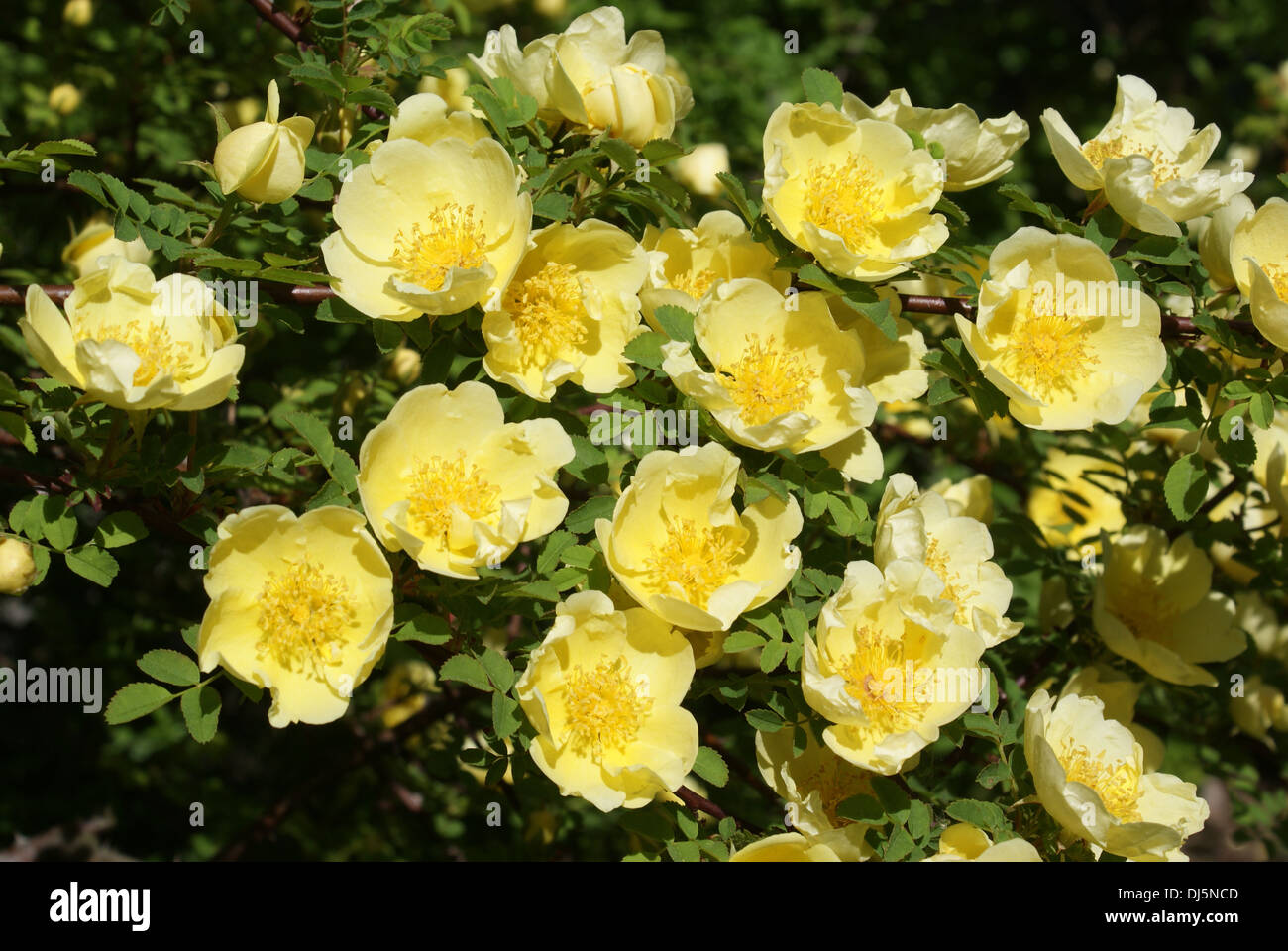 Goldrose hi-res stock photography and images - Alamy