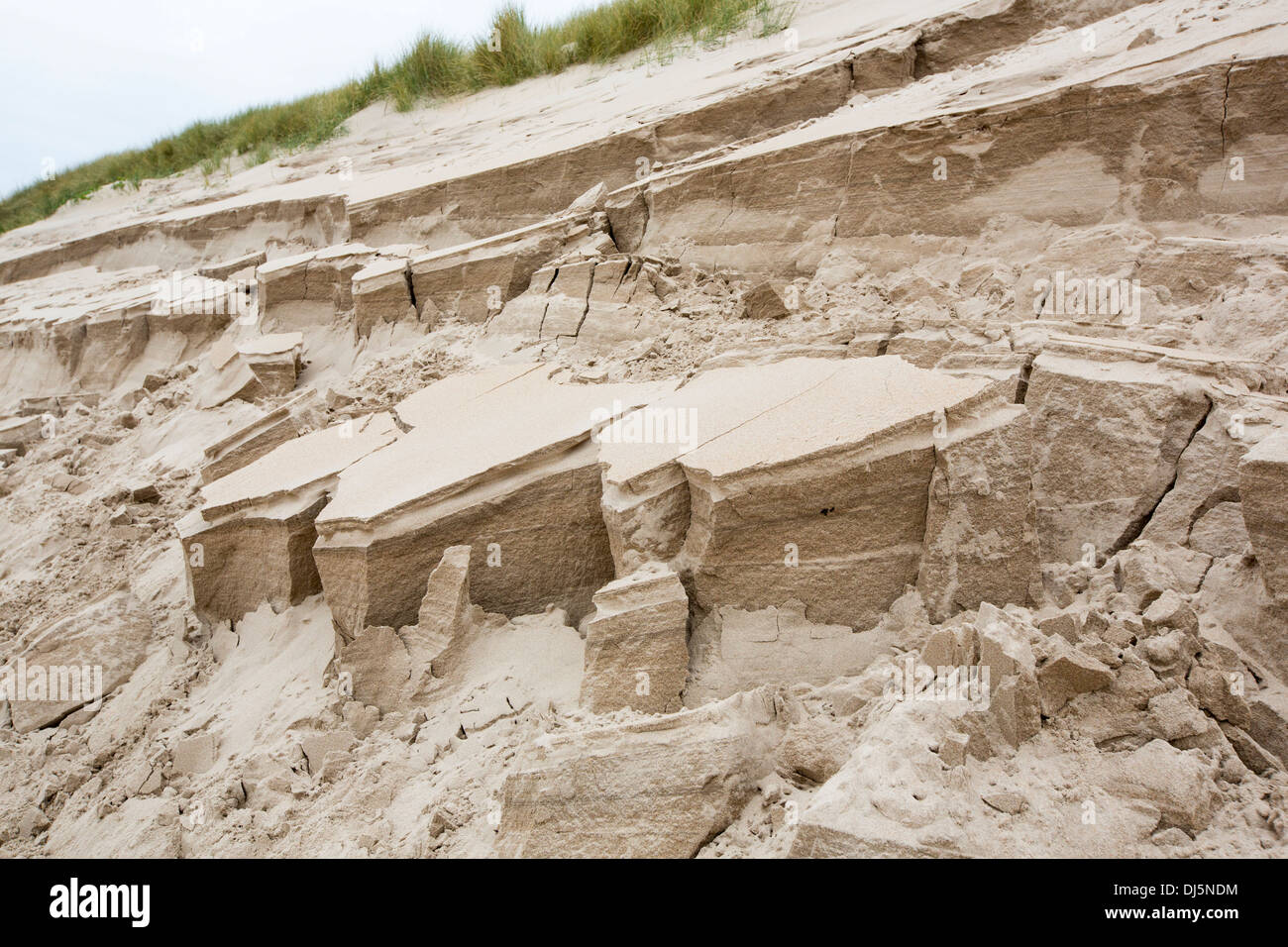 Dunes collapsing at the head of the beach on the Northumberland coast ...