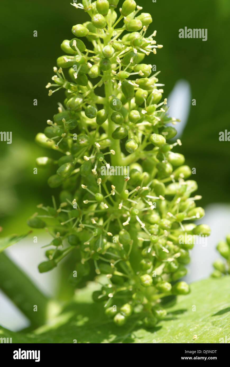 Pergola Vitis Vinifera High Resolution Stock Photography and Images - Alamy
