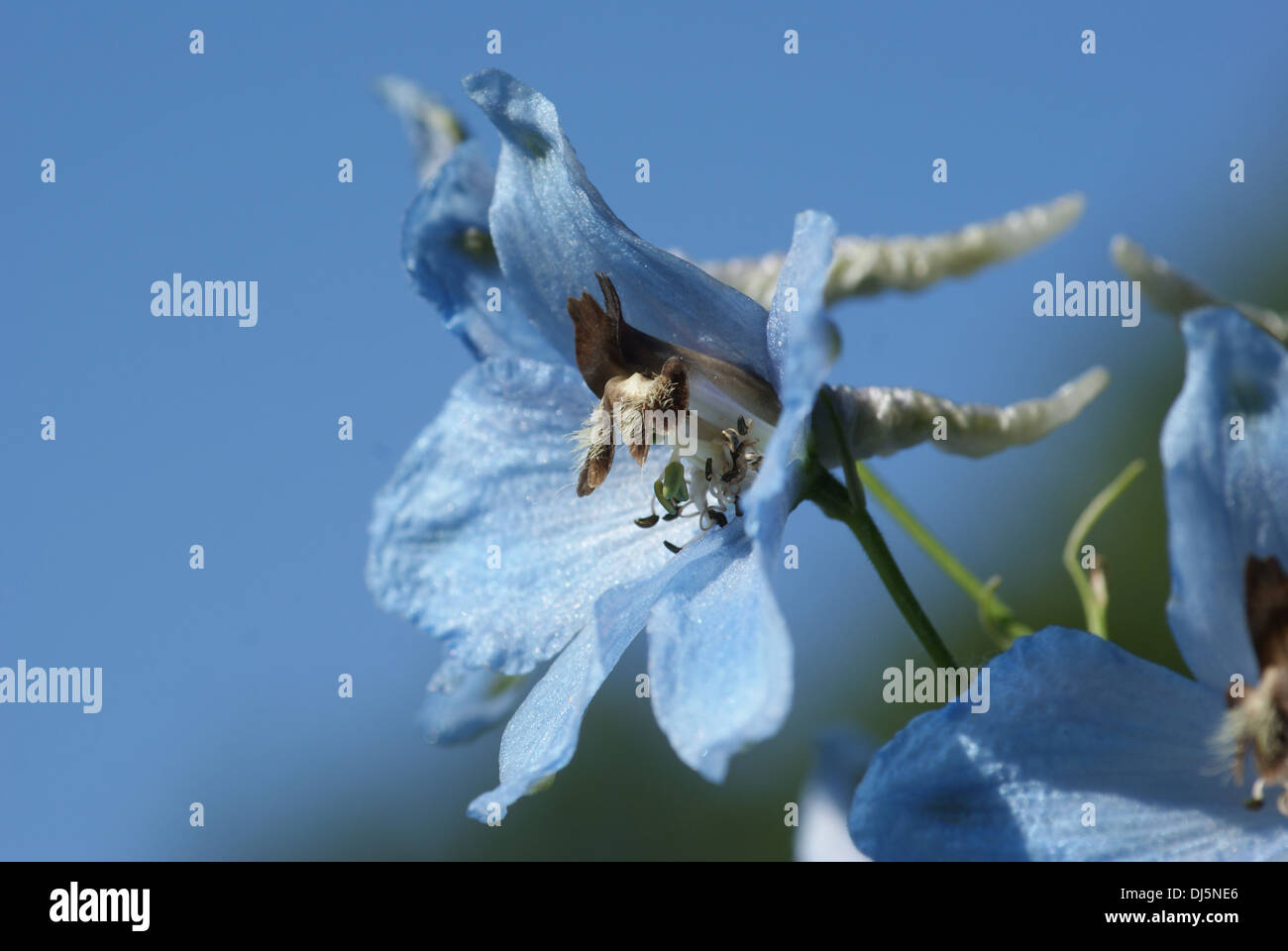 Larkspur garden hi-res stock photography and images - Alamy