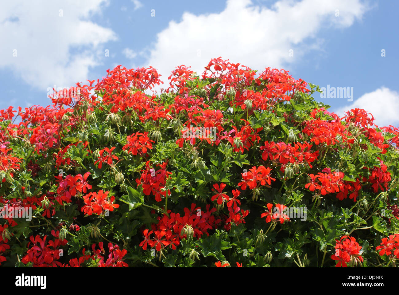 Geraniums hi-res stock photography and images - Alamy