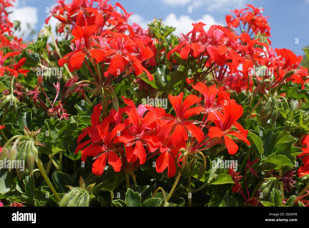 Geraniums hi-res stock photography and images - Alamy