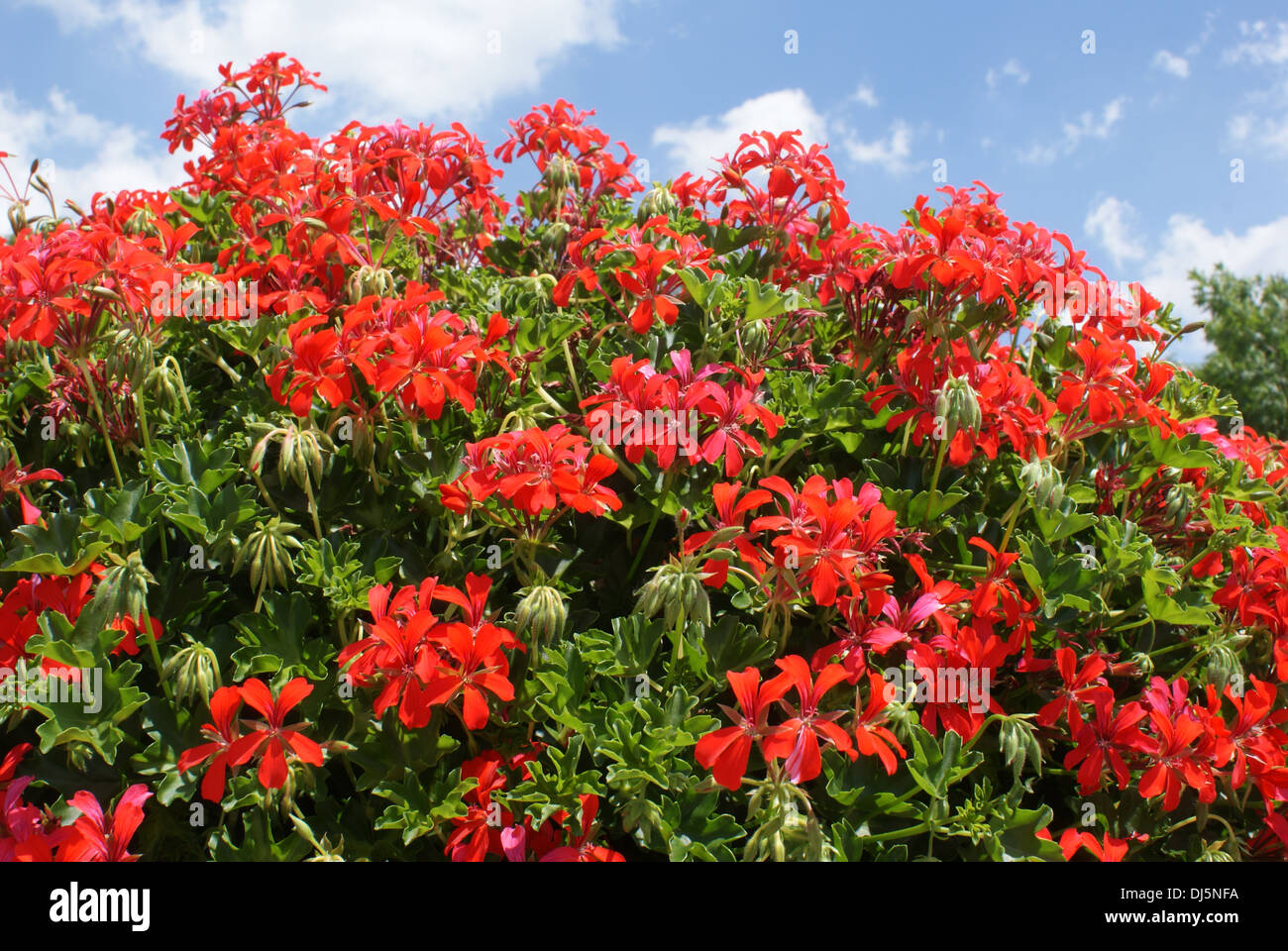Geraniums hi-res stock photography and images - Alamy
