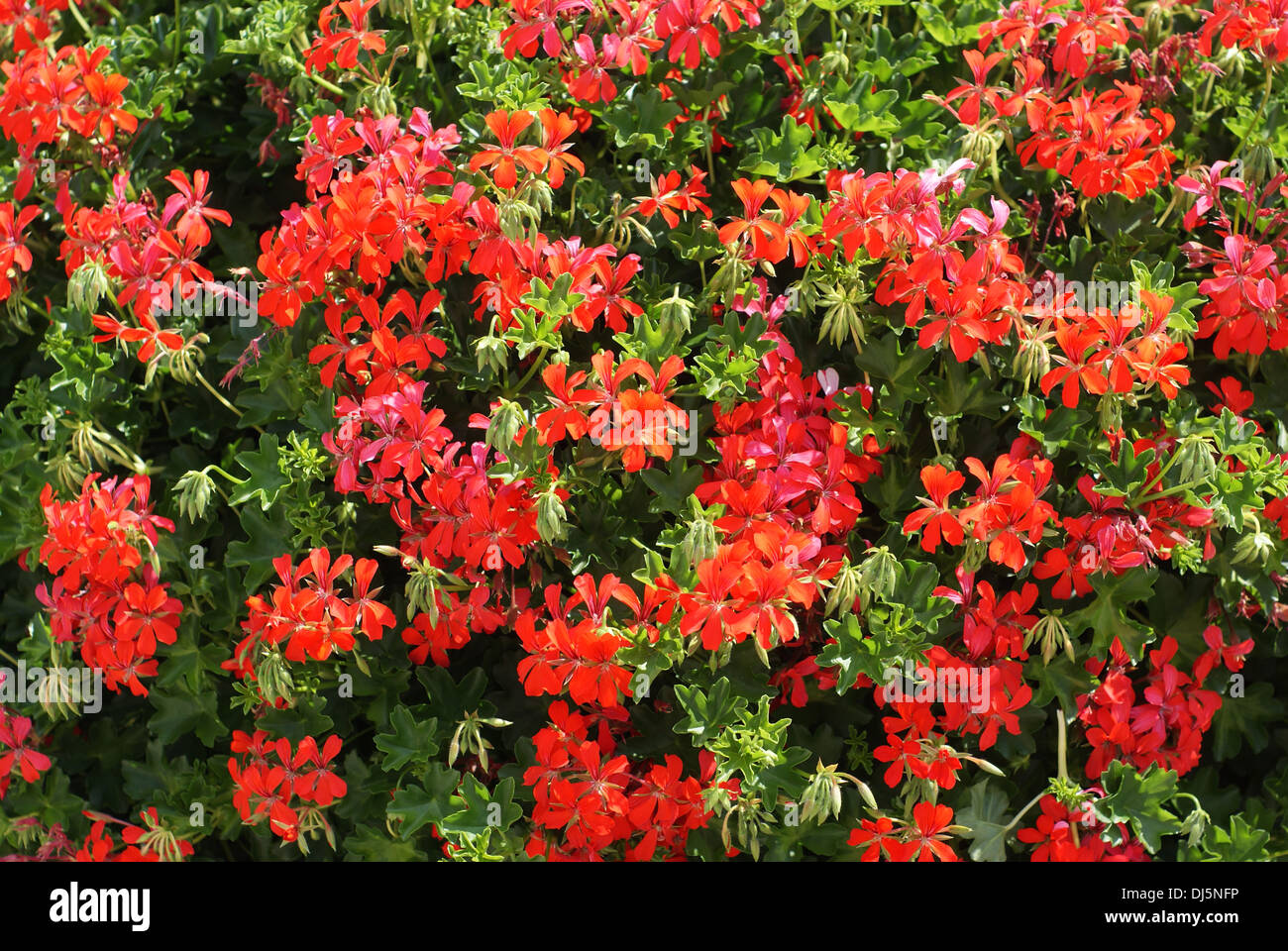 Geraniums hi-res stock photography and images - Alamy