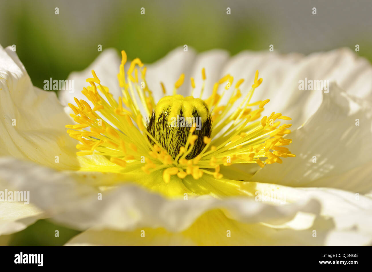 Poppy varieties hi-res stock photography and images - Alamy