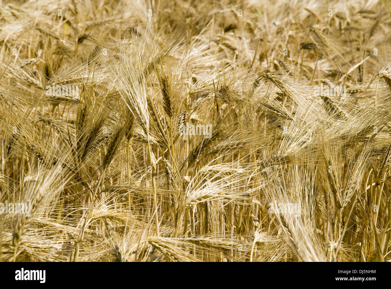 Feldanbau hi-res stock photography and images - Alamy