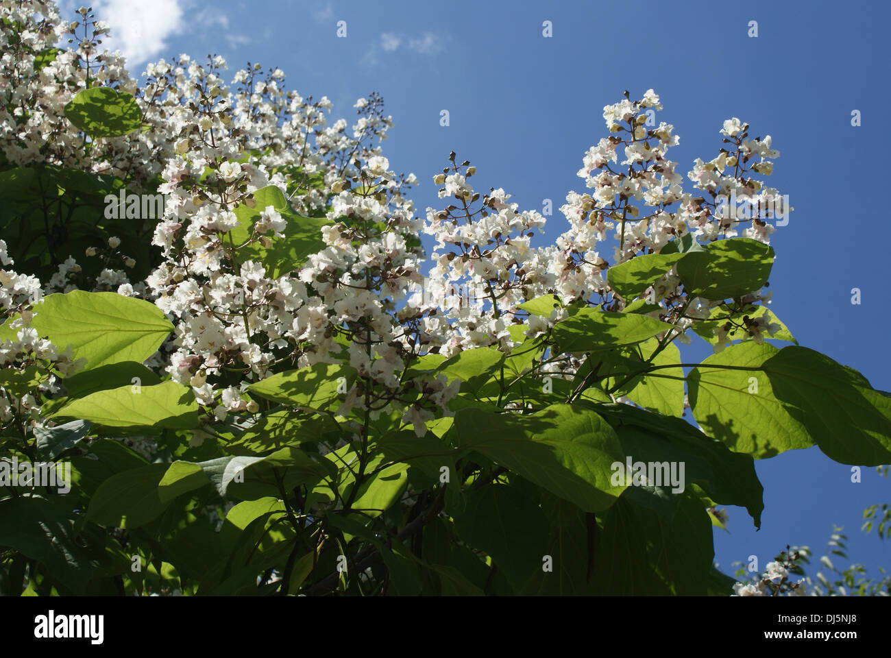 Catalpa bignonioides baum hi-res stock photography and images - Alamy