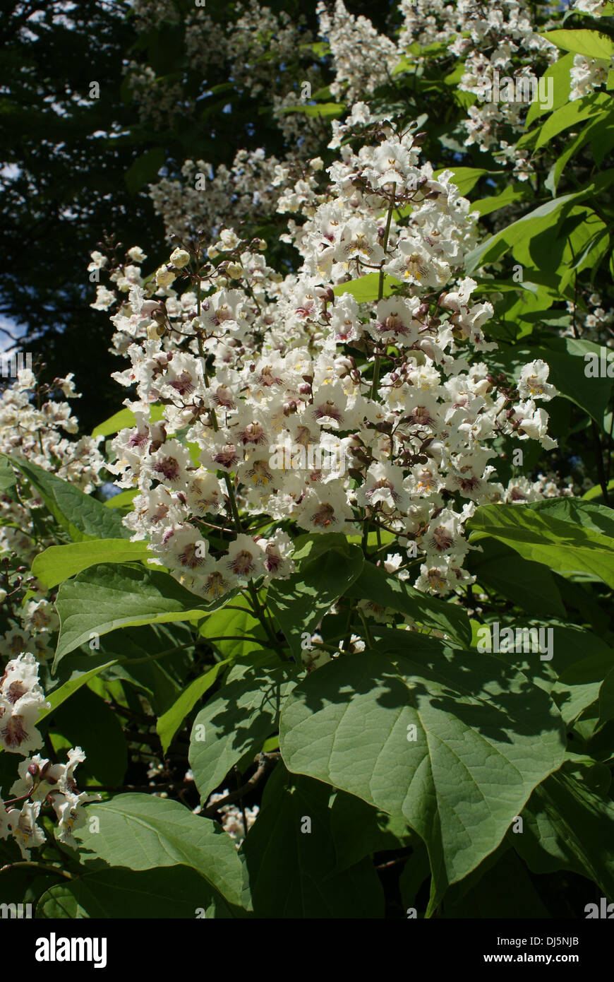 Catalpa bignonioides baum hi-res stock photography and images - Alamy