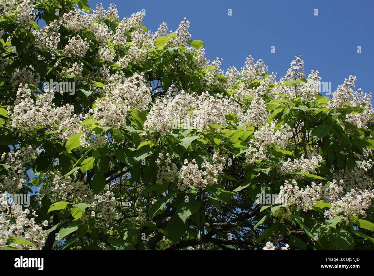 Catalpa bignonioides baum hi-res stock photography and images - Alamy