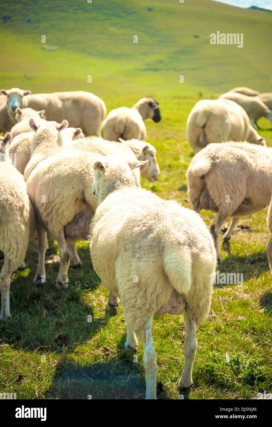 Flock bum of sheep grass field in Lulworth, Dorset, UK Stock Photo - Alamy