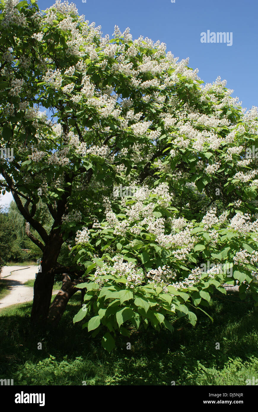 Catalpa bignonioides baum hi-res stock photography and images - Alamy