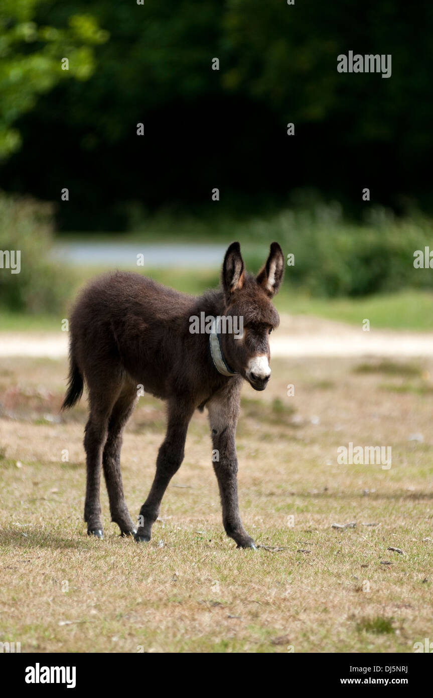 Little donkey hi-res stock photography and images - Alamy