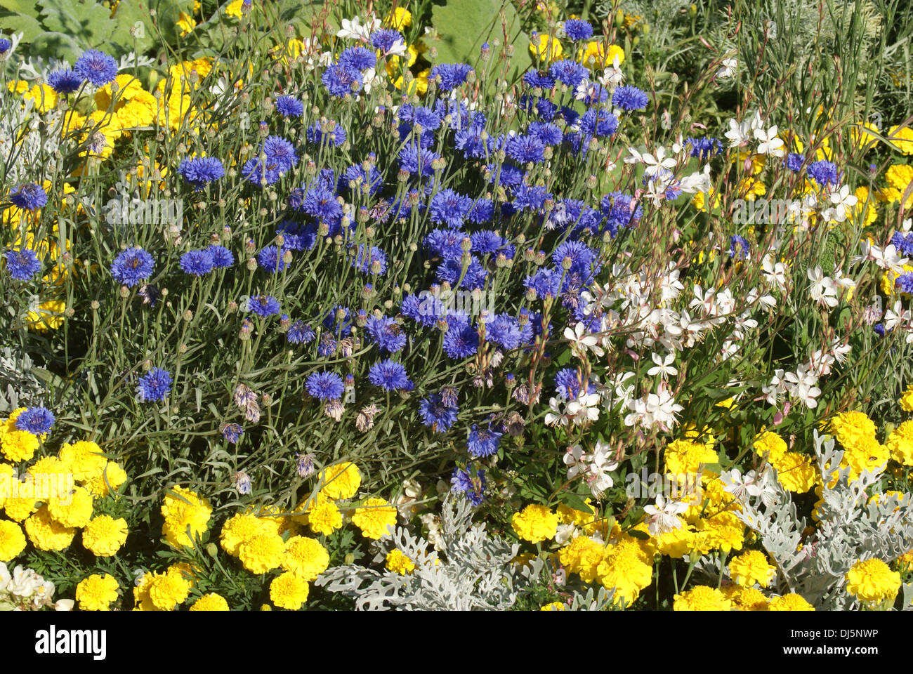 Cornflower thistle hi-res stock photography and images - Alamy