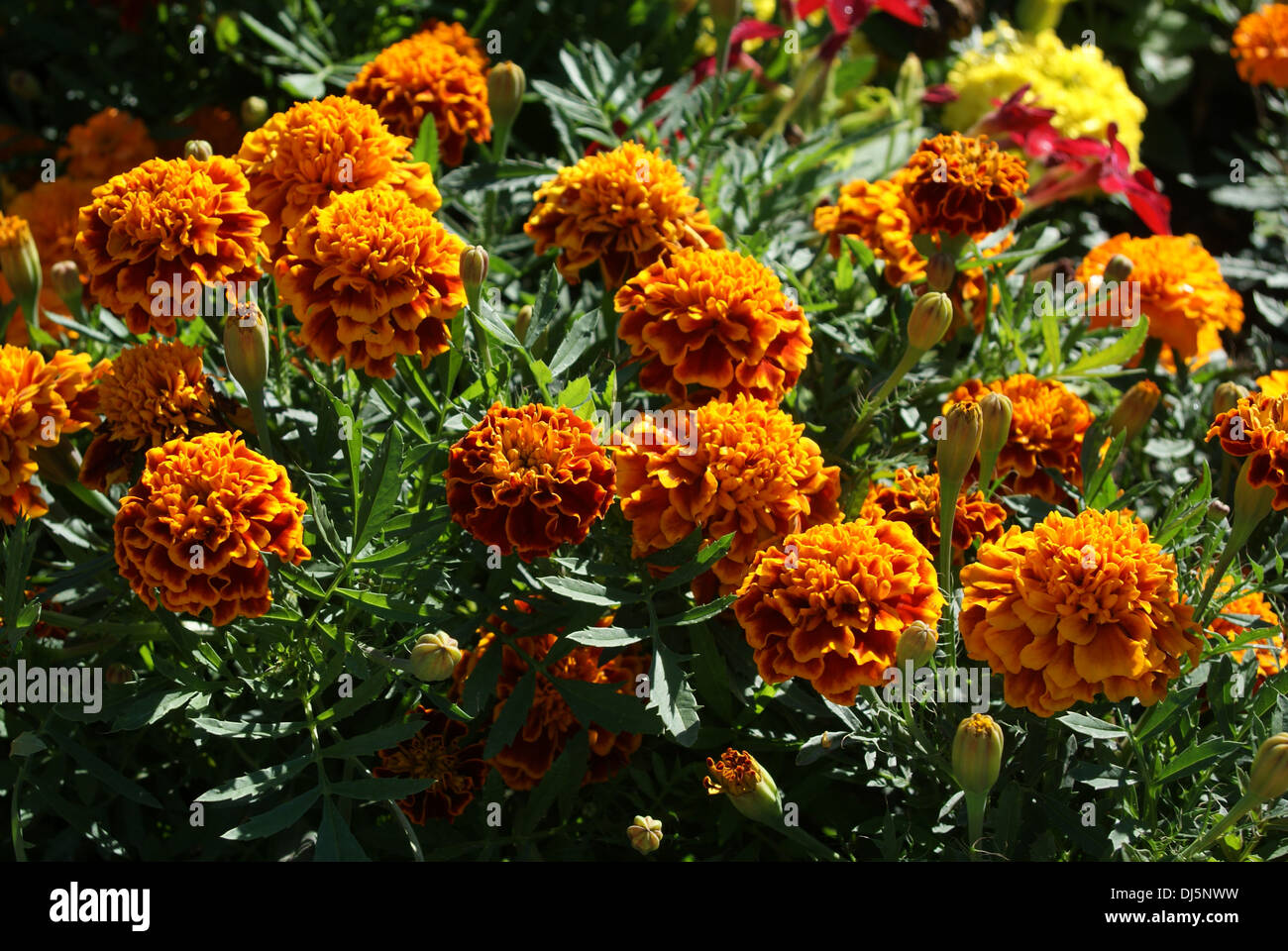 Marigold flor hi-res stock photography and images - Alamy