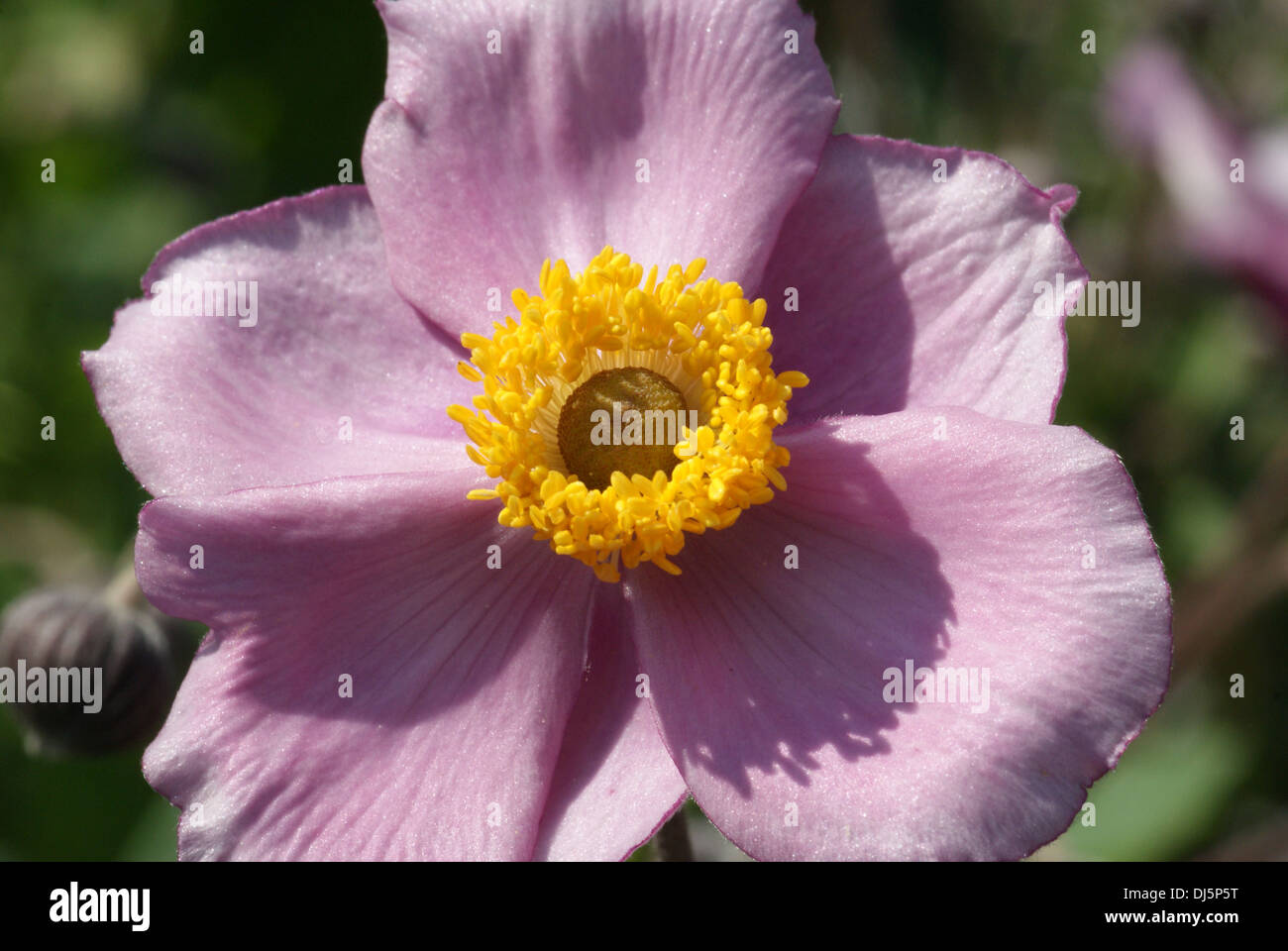 Herbstanemone anemone hupehensis hi-res stock photography and images ...