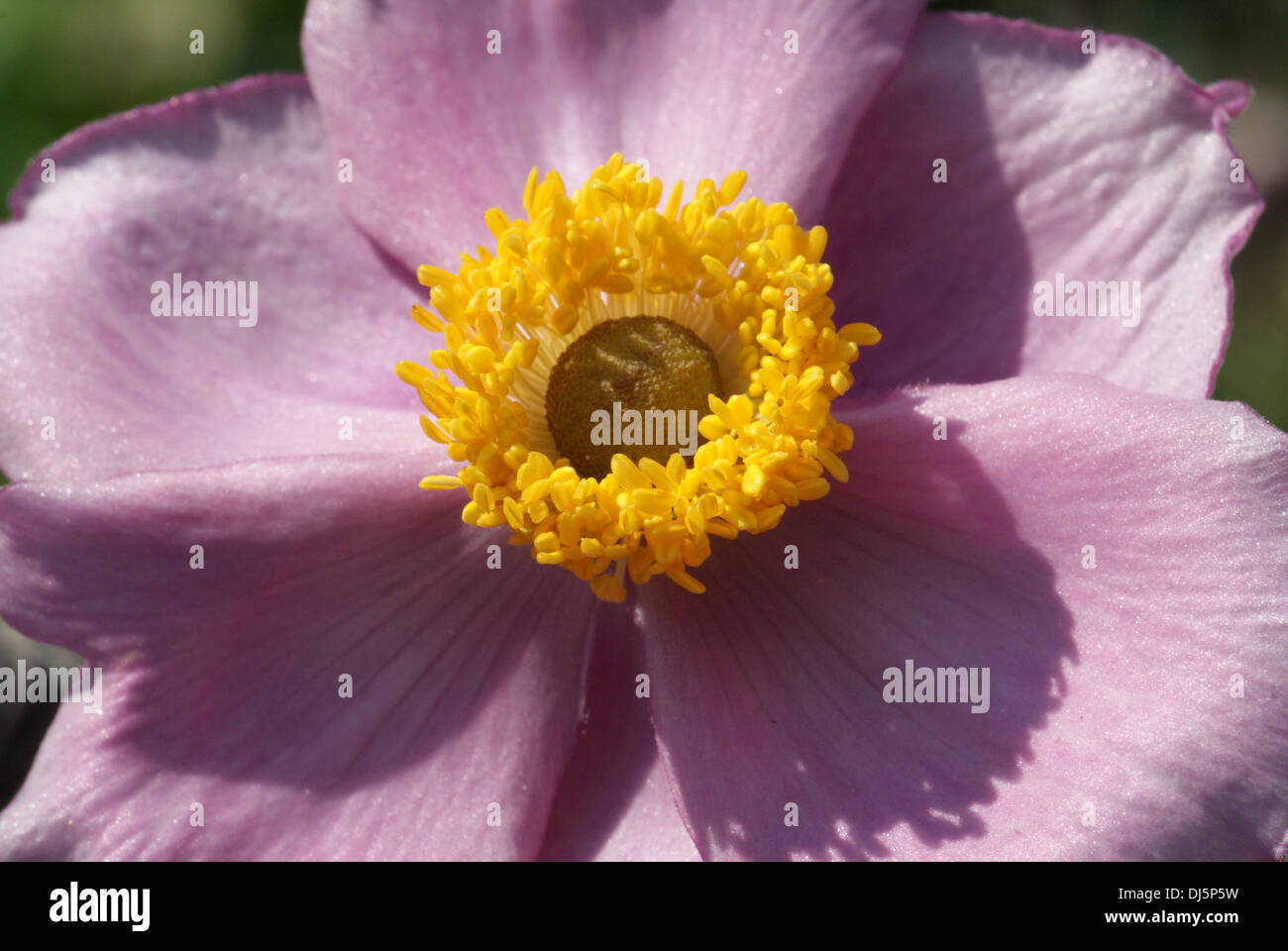 Herbstanemone anemone hupehensis hi-res stock photography and images ...