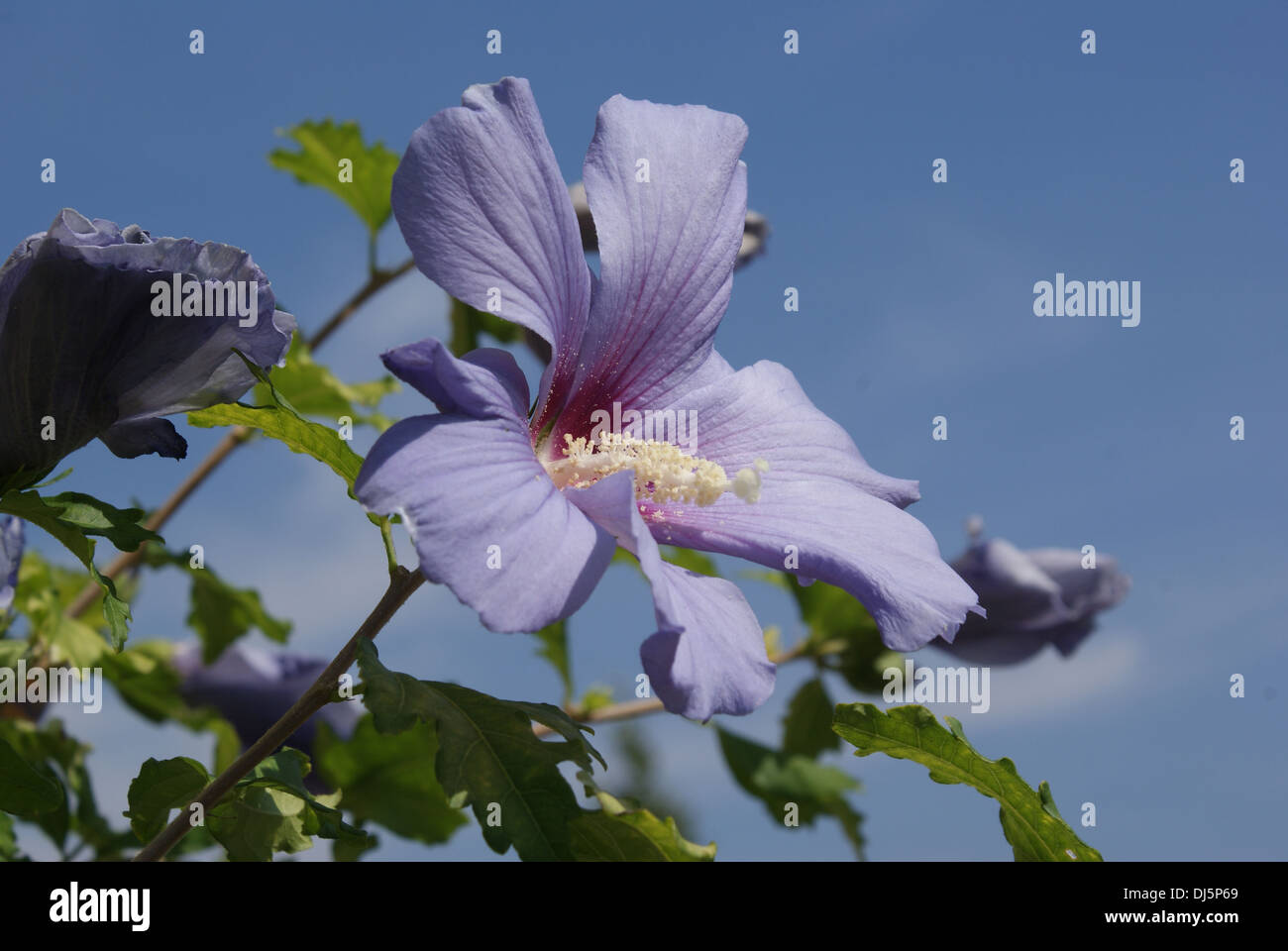Hibiskus syriacus hi-res stock photography and images - Alamy