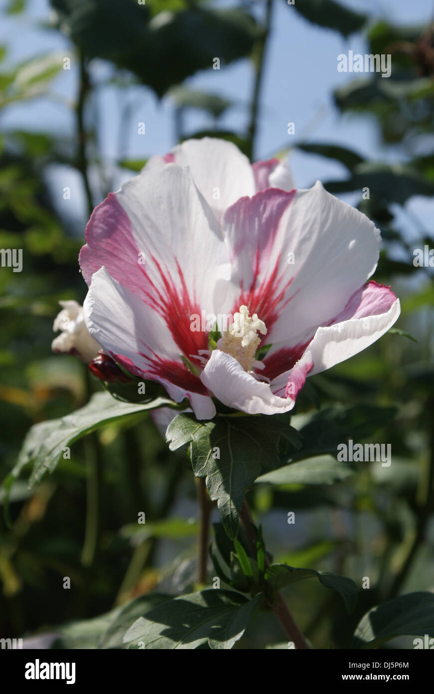 Hibiskus syriacus hi-res stock photography and images - Alamy