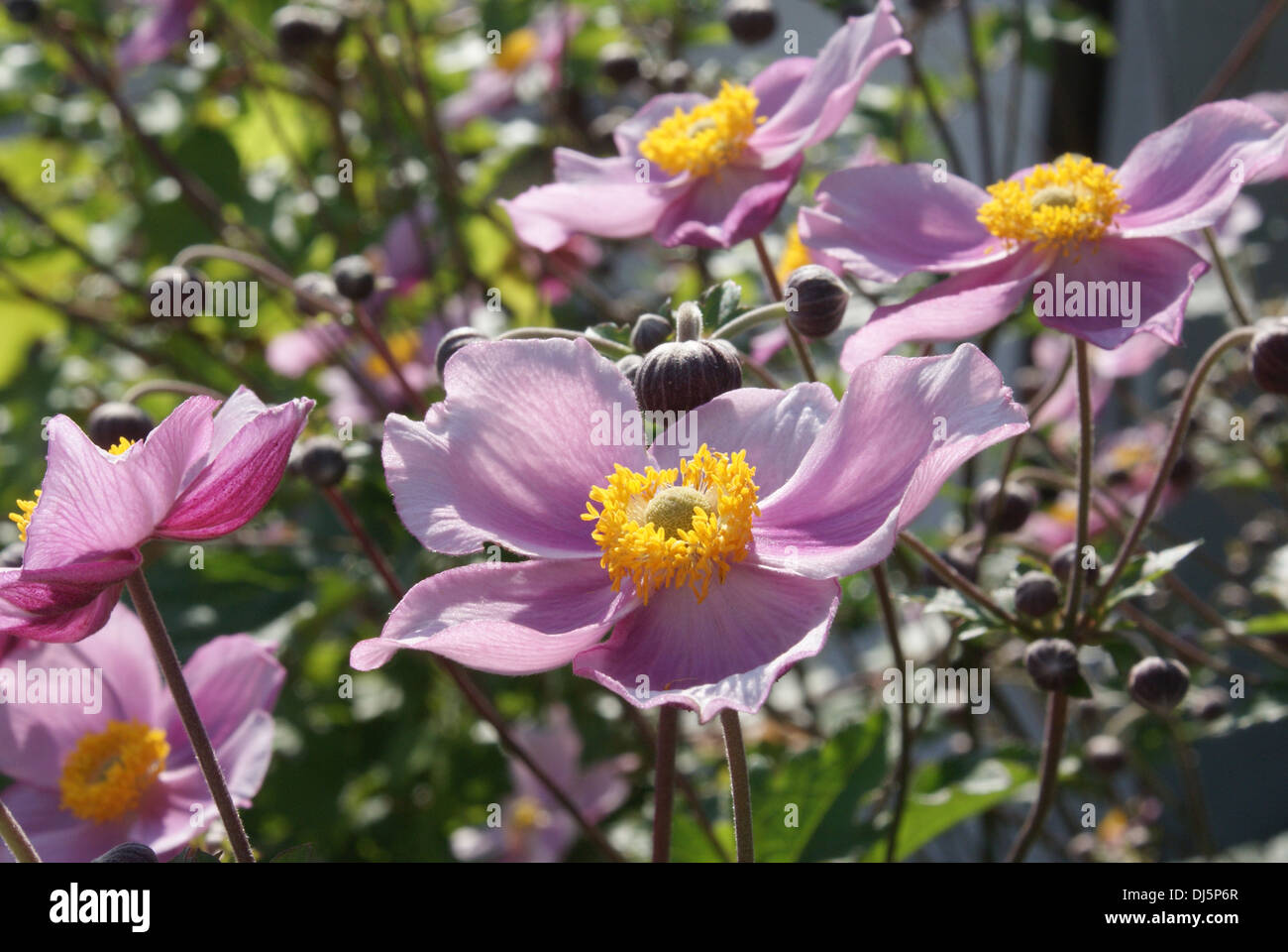 Chinese anemone hi-res stock photography and images - Alamy