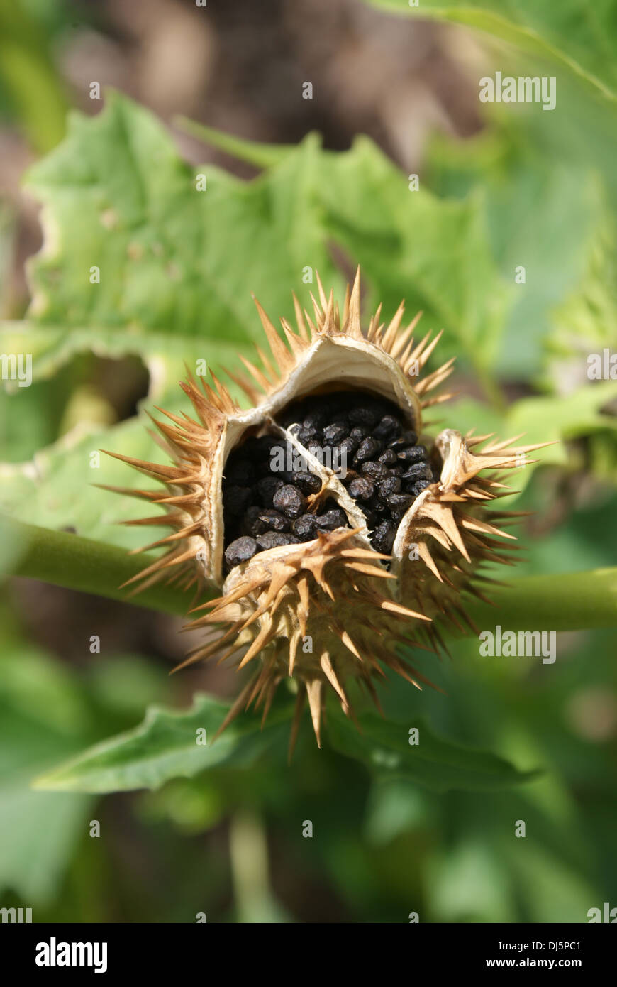 Thornapple hi-res stock photography and images - Alamy