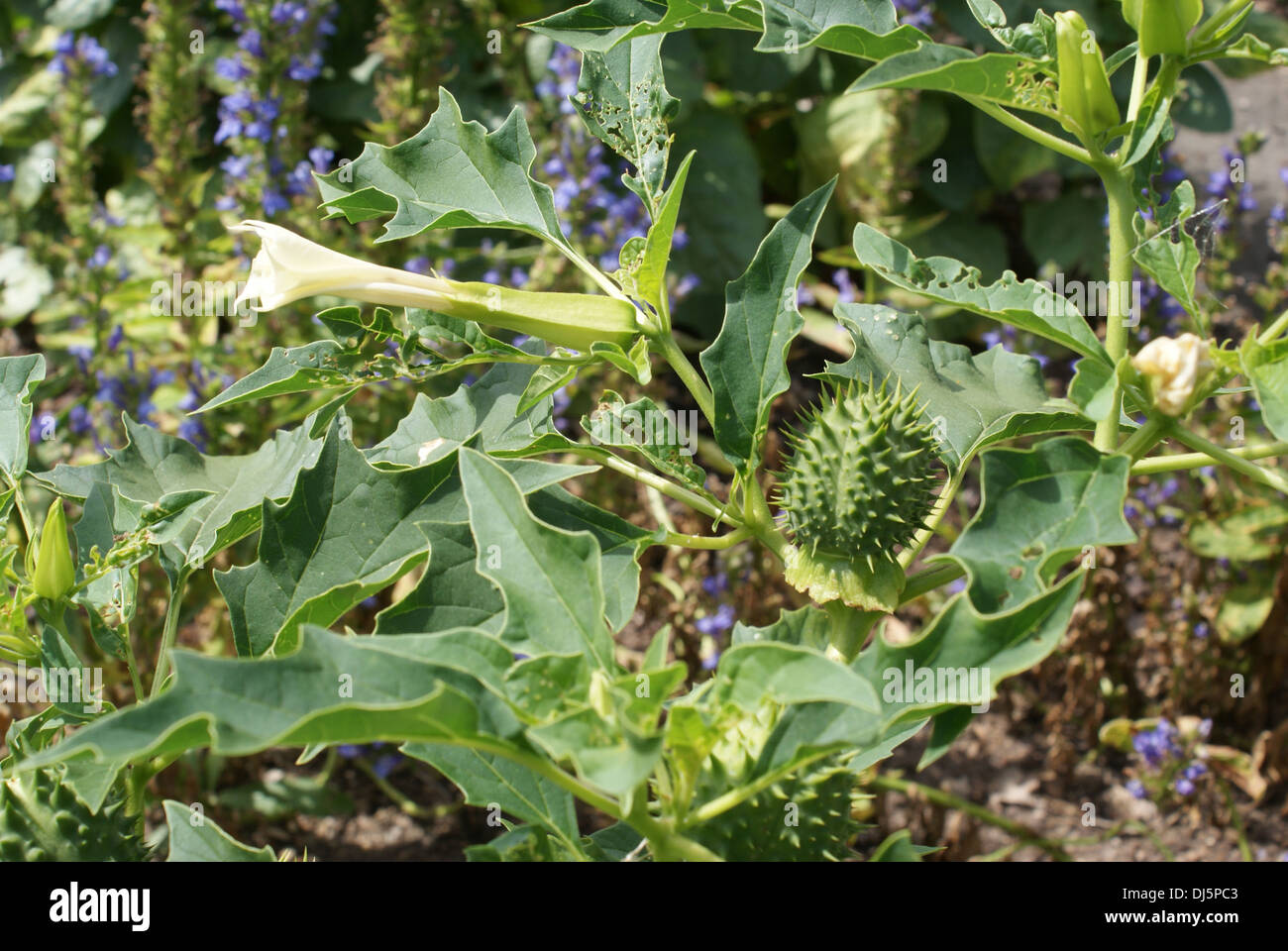 Thornapple hi-res stock photography and images - Alamy