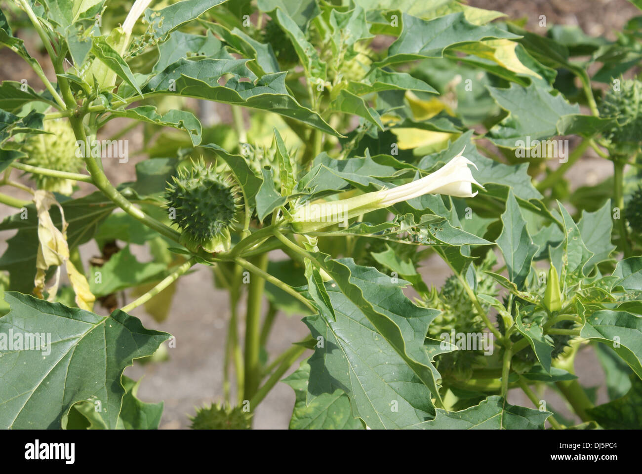 Loco weed hi-res stock photography and images - Alamy