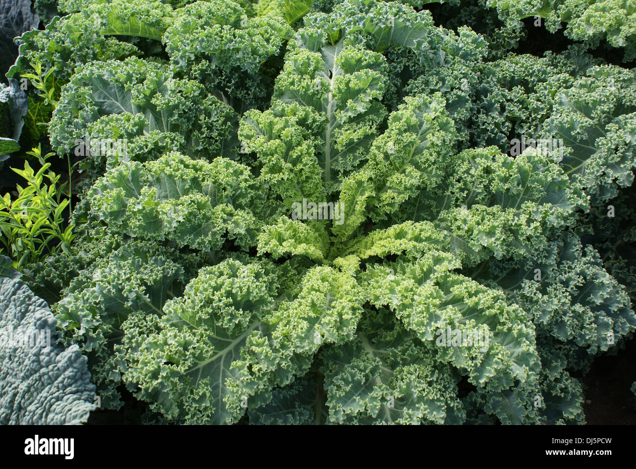 Oleracea pekinensis hi-res stock photography and images - Alamy