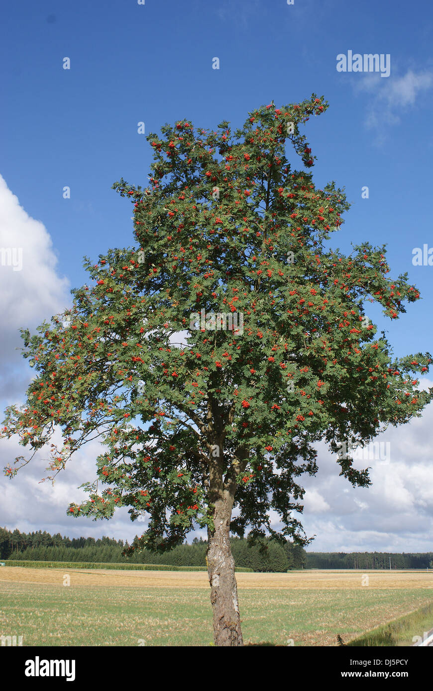 Eberesche strauch hi-res stock photography and images - Alamy