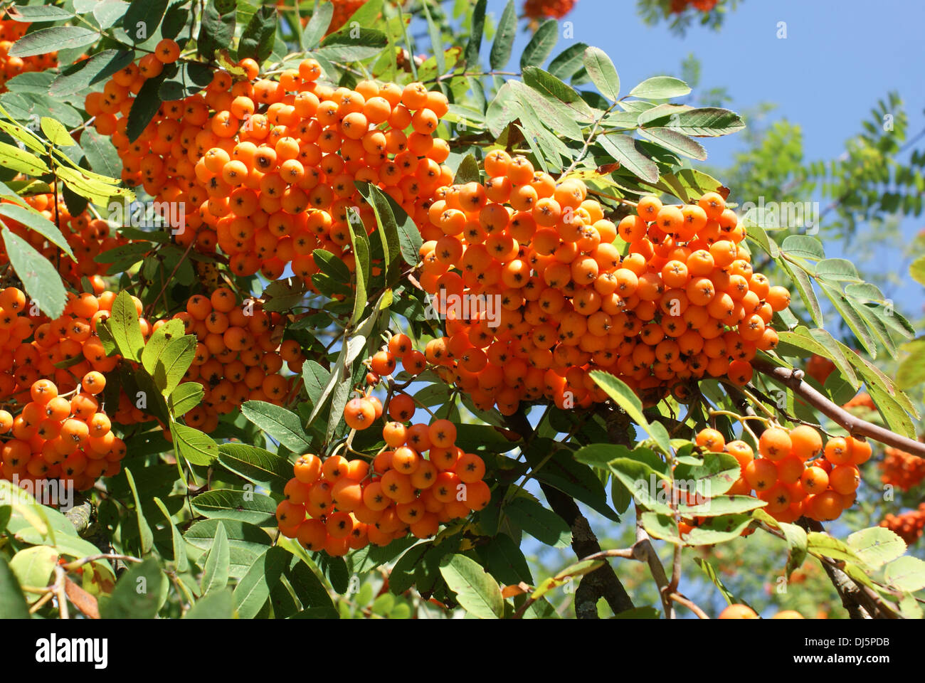 Rowan harvest hi-res stock photography and images - Alamy