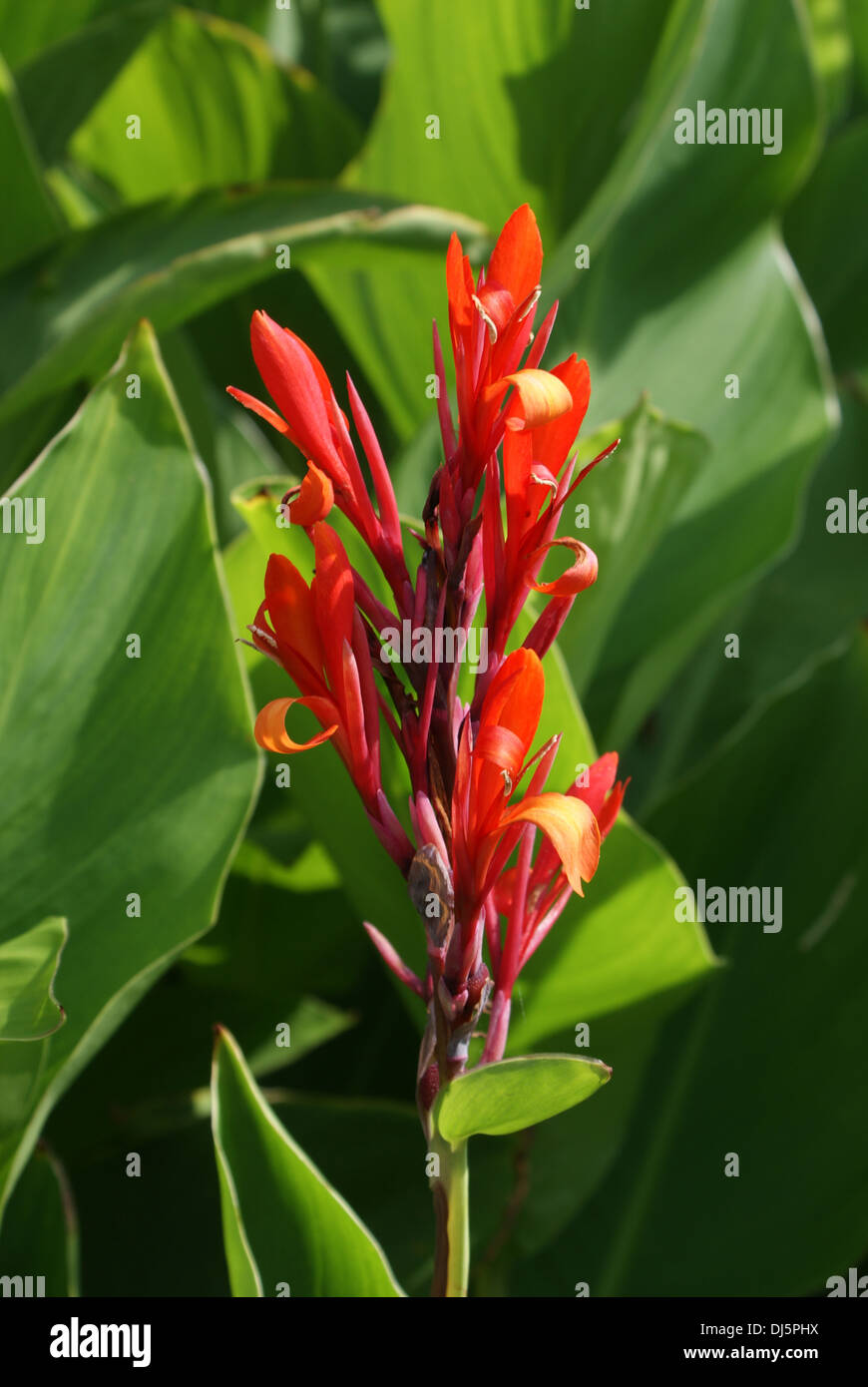 Canna discolor hi-res stock photography and images - Alamy