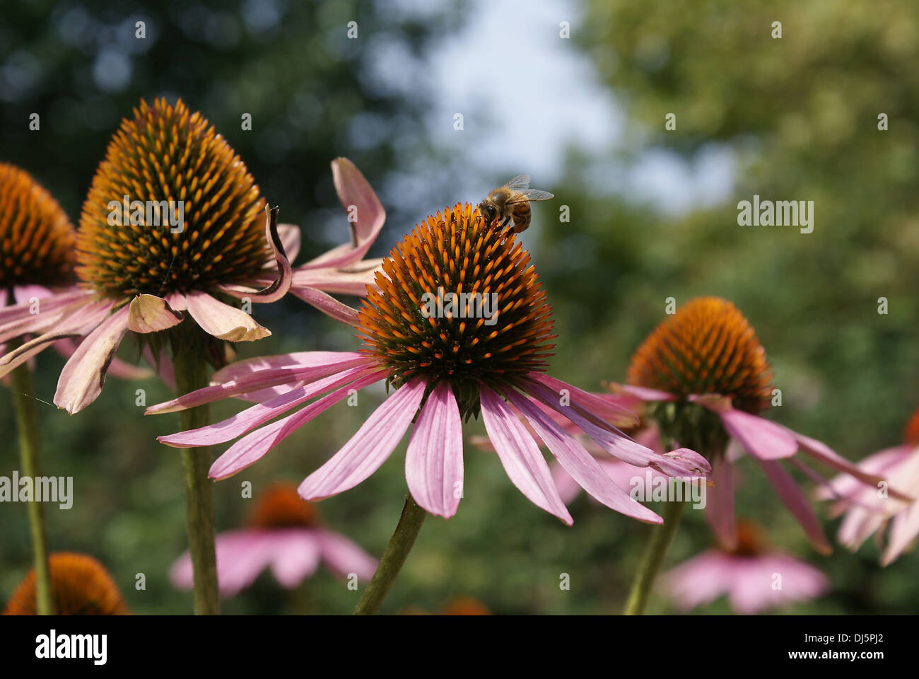 Sonnenhut tee hi-res stock photography and images - Alamy
