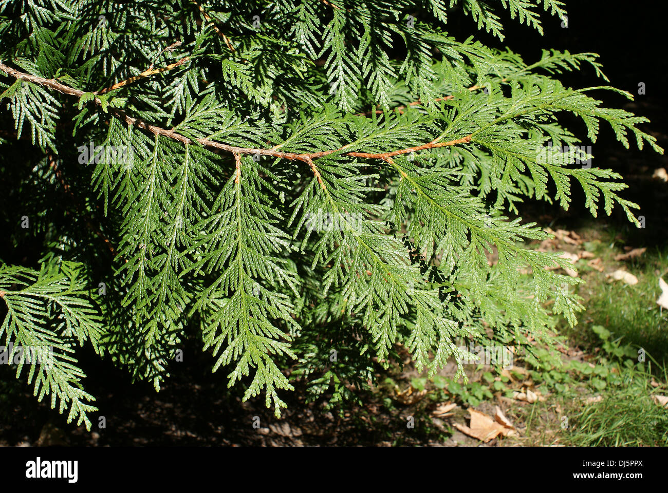 Northern white cedar tree hi-res stock photography and images - Alamy