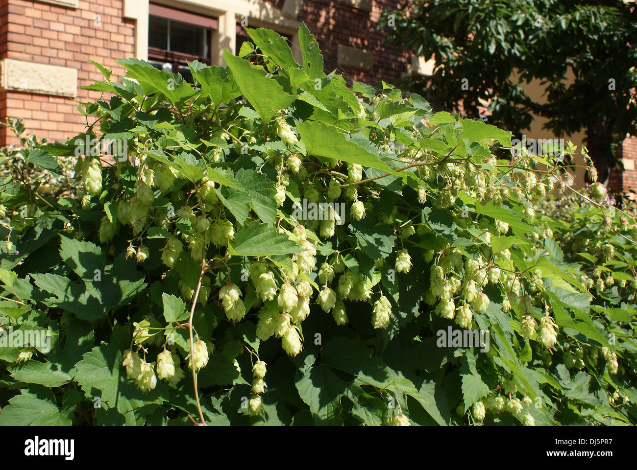 Hopfenzapfen hi-res stock photography and images - Alamy