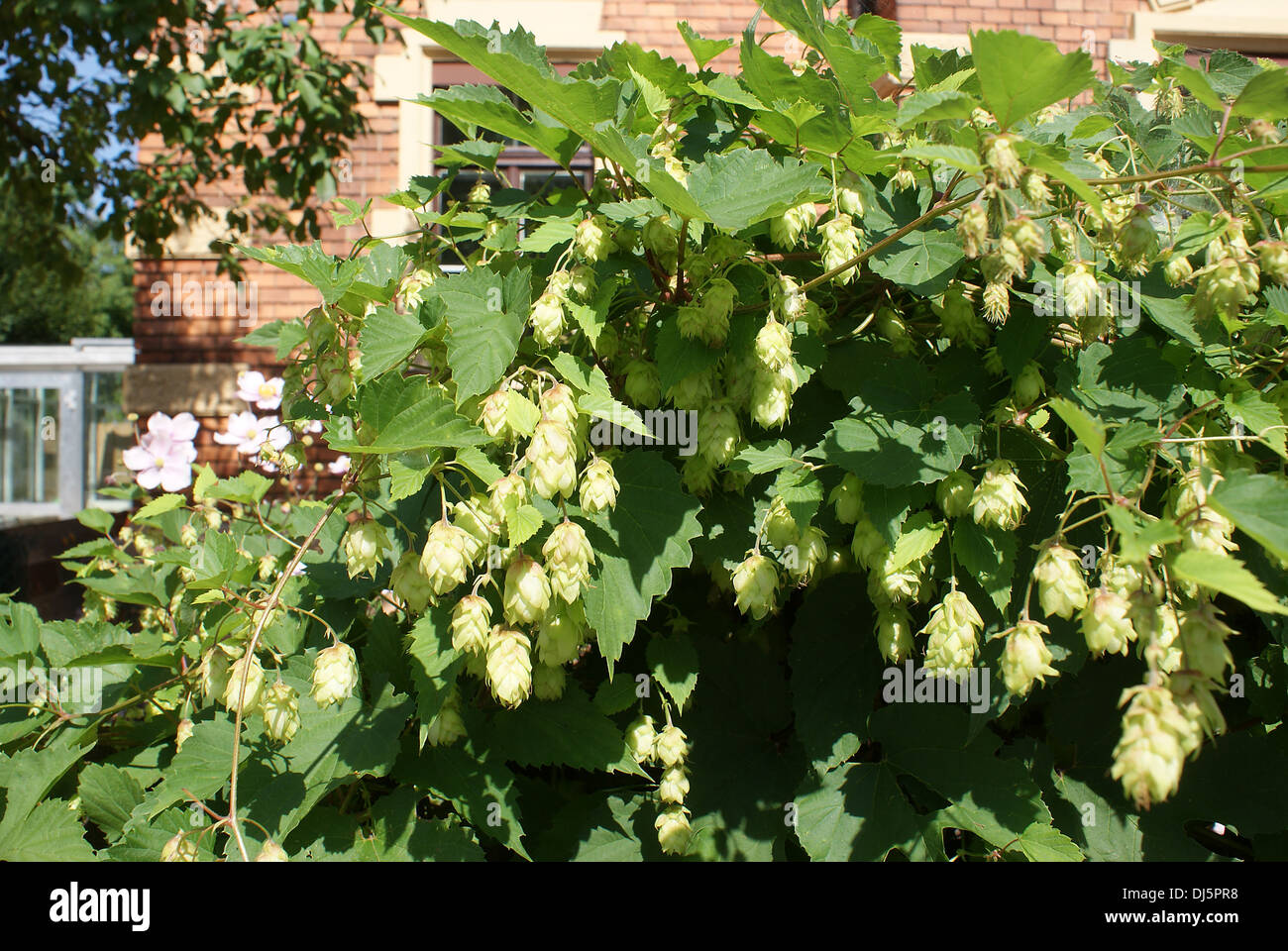 Hopfenzapfen hi-res stock photography and images - Alamy