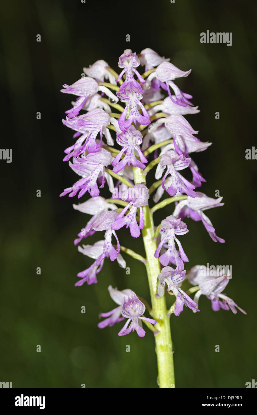 Orchideengewachs hi-res stock photography and images - Alamy