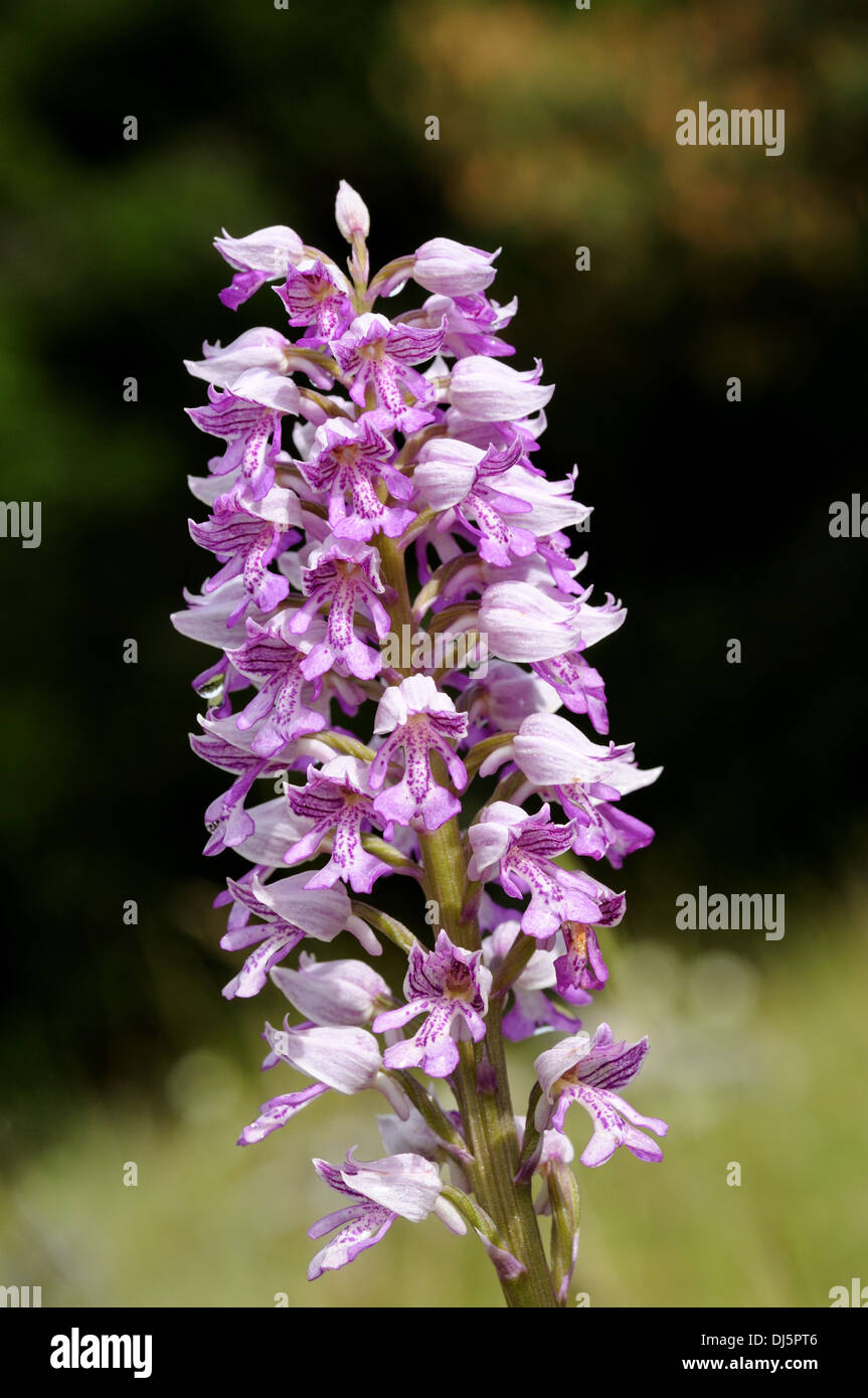 Orchideengewachs hi-res stock photography and images - Alamy